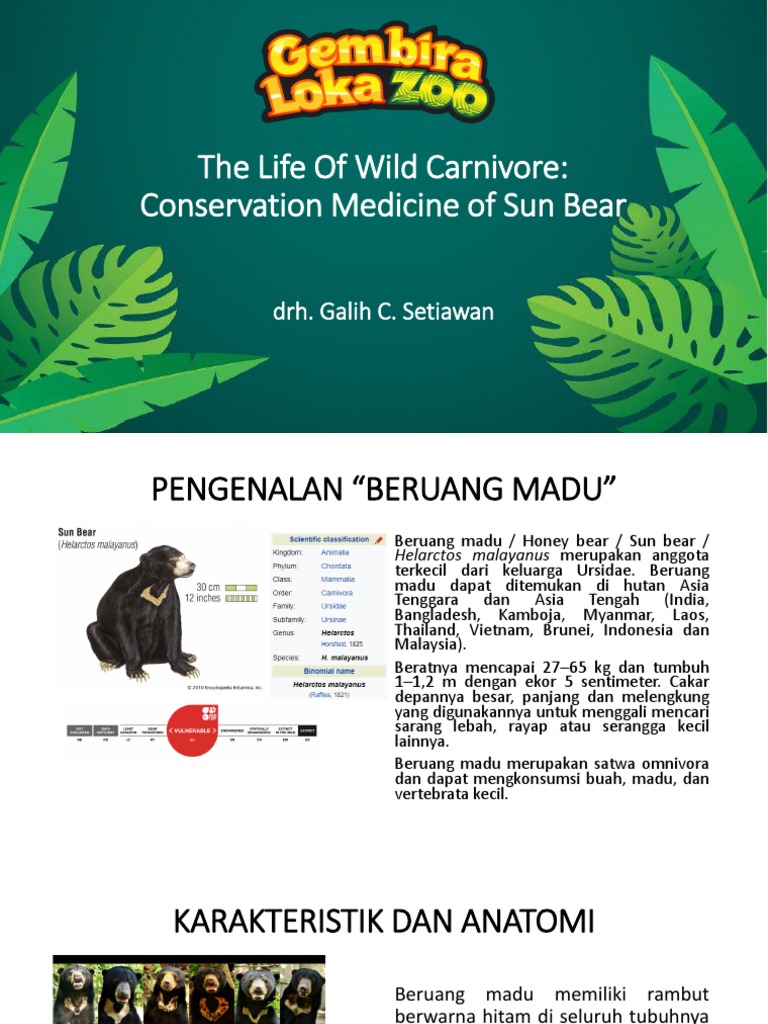 Medik Konservasi Beruang Madu-Drh Galih C. Setiawan-Kuliah Umum Wild ...
