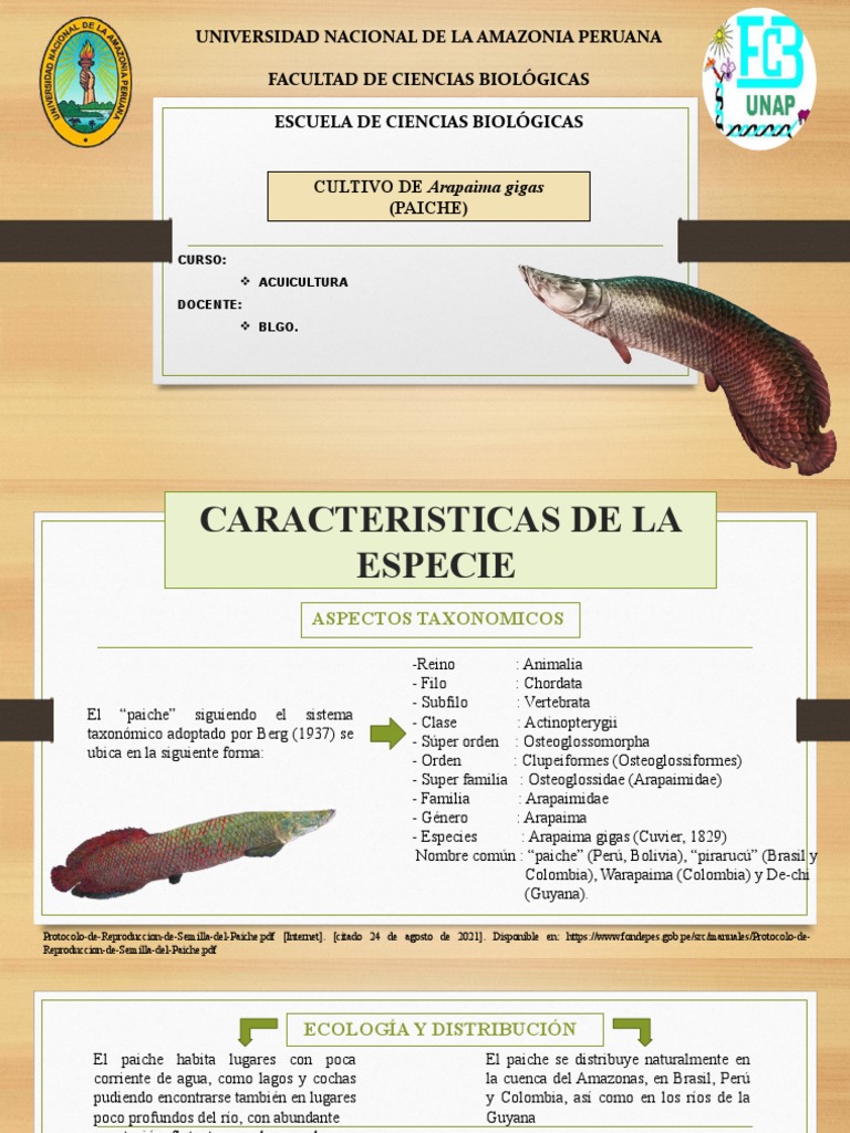 Cultivo de Paiche | PDF | Agua