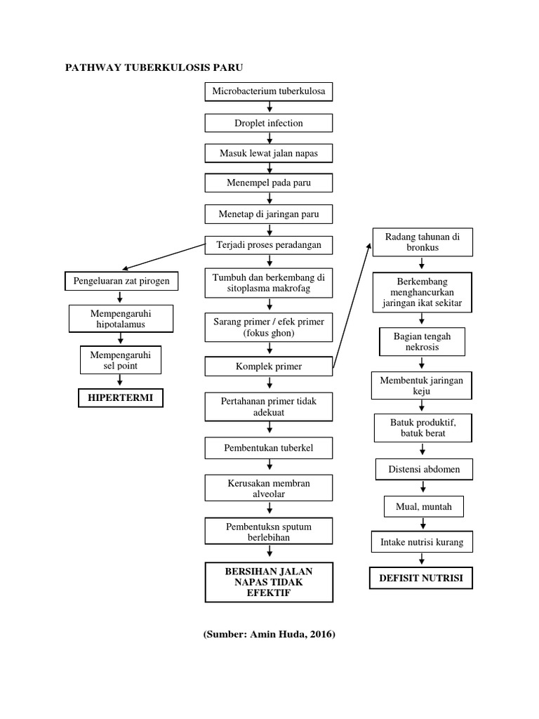 Pathway Tuberkulosis Paru | PDF