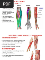 Anatomía de la Mano: Región Palmar y Dorsal | PDF | Mano | Anatomía humana