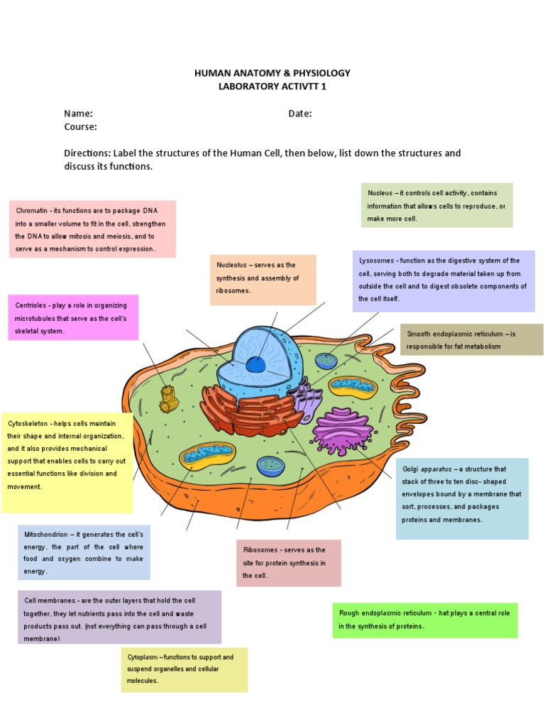 Human Cell Diagram Not Labeled
