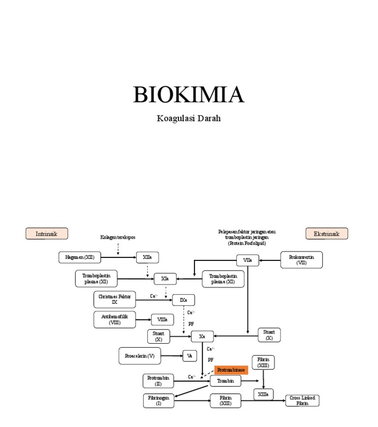 Koagulasi Darah | PDF | Immunology | Biomolecules