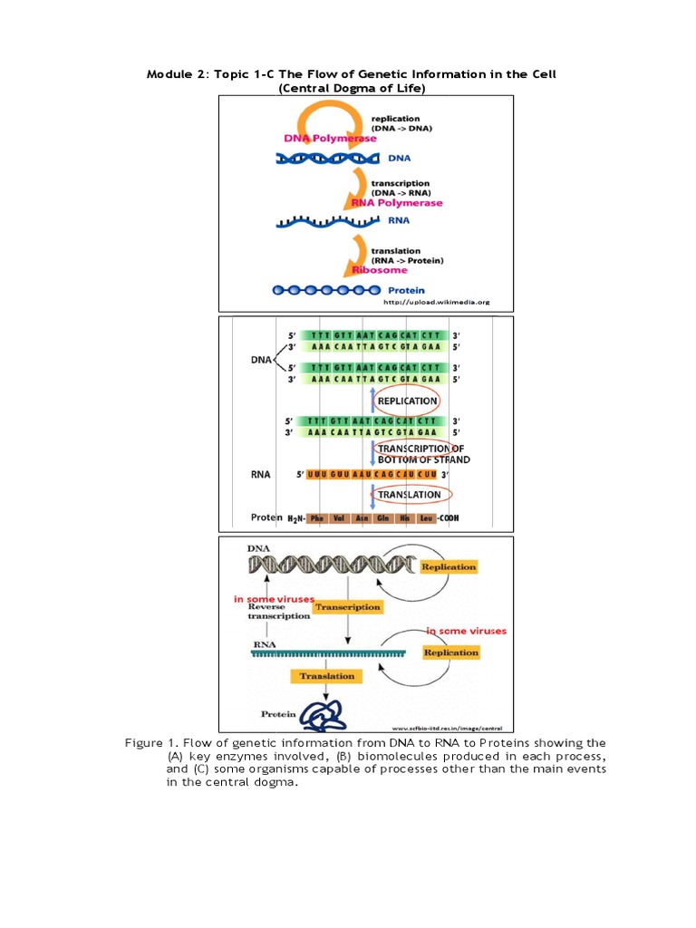 Module-2.-Topic-C-DNA Replication | PDF | Dna Replication | Dna