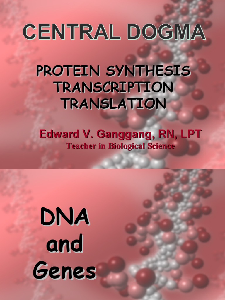 Protein Synthesis II | PDF | Rna | Translation (Biology)