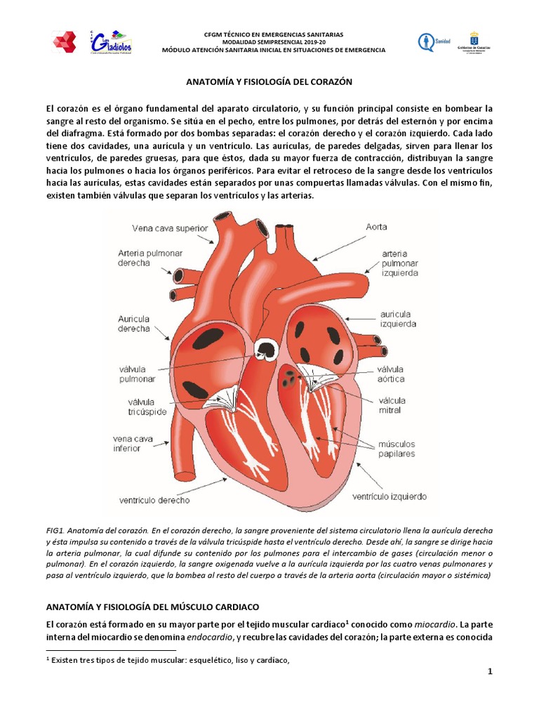 01 - Anatomia y Fisiologia Del Corazon | Descargar gratis PDF | Corazón ...