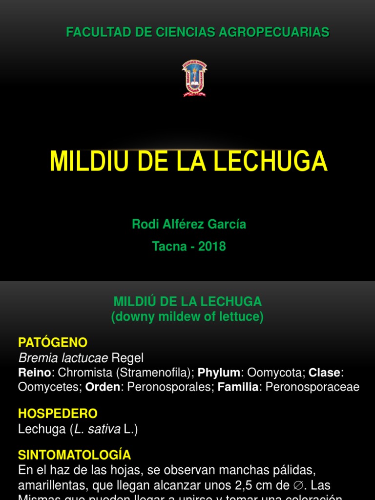 Mildiu de la Lechuga: Síntomas y Control | PDF