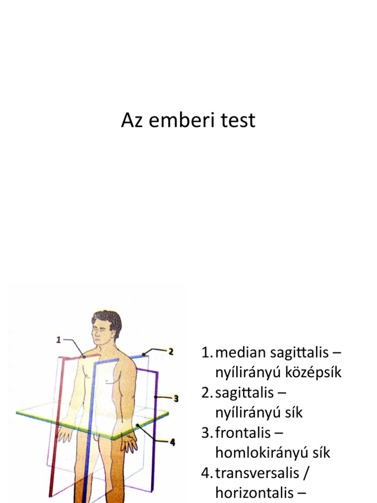 Az Emberi Test | PDF