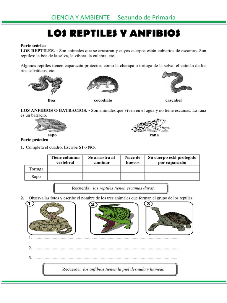 Los Reptiles y Anfibios para Segundo de Primaria | PDF | Reptil | Anfibio