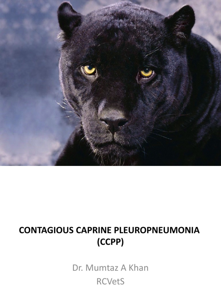 Contagious Caprine Pleuropneumonia: An In-Depth Review of the Etiology ...