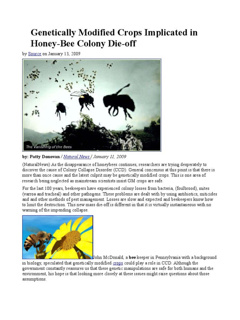 Honeybees, Gmo | PDF | Honey Bee | Genetic Engineering
