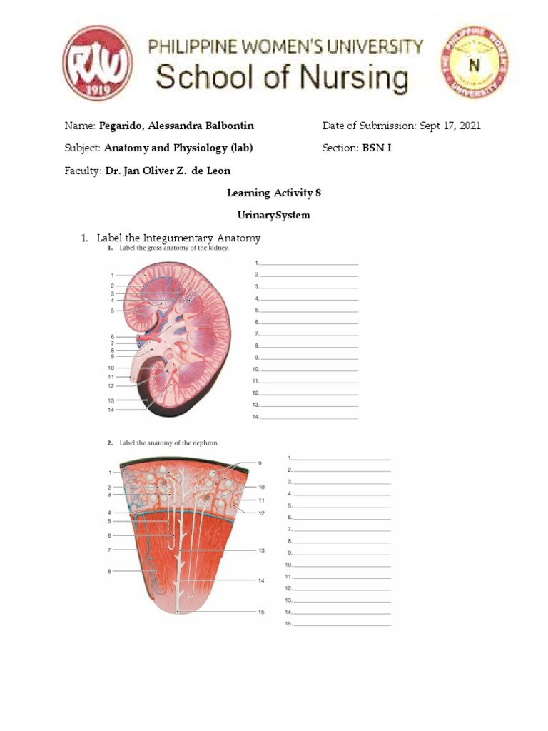 Urinary System Anatomy Lab Guide | PDF | Kidney | Organ (Anatomy)
