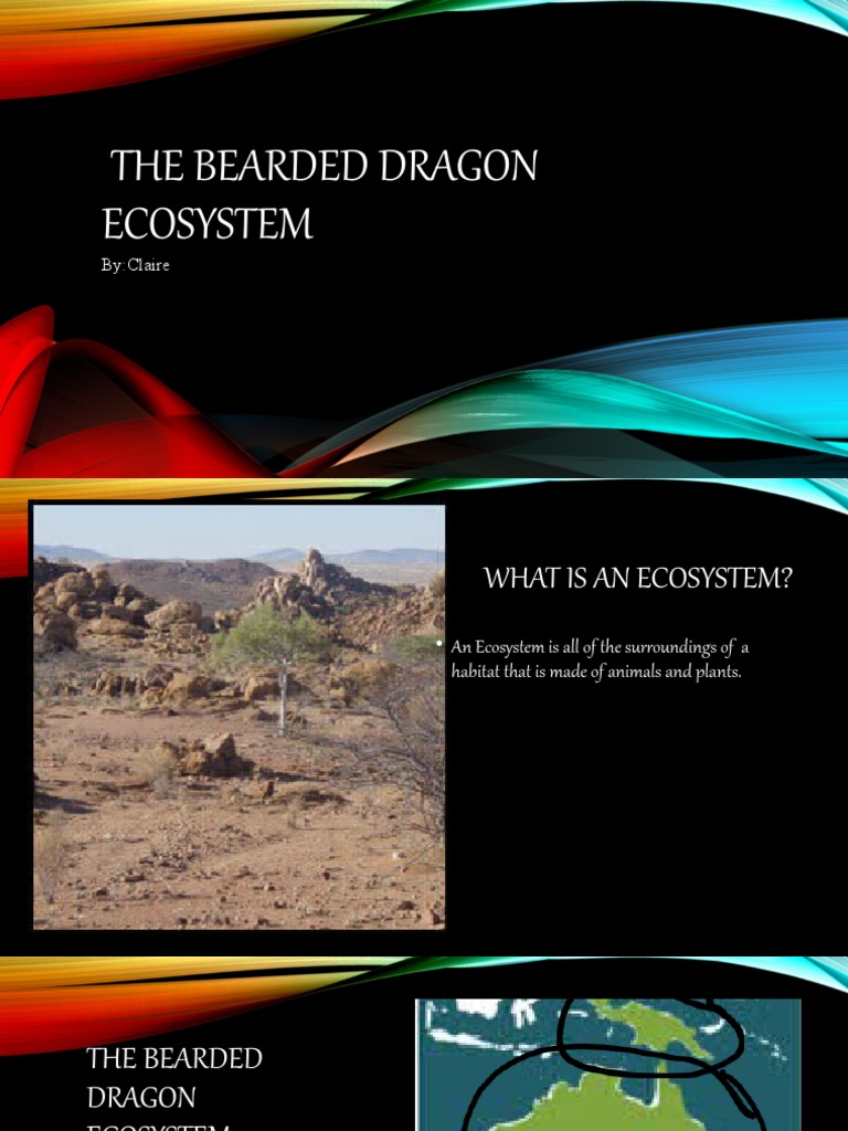 The Bearded Dragon Ecosystem: By:Claire | PDF | Home & Garden