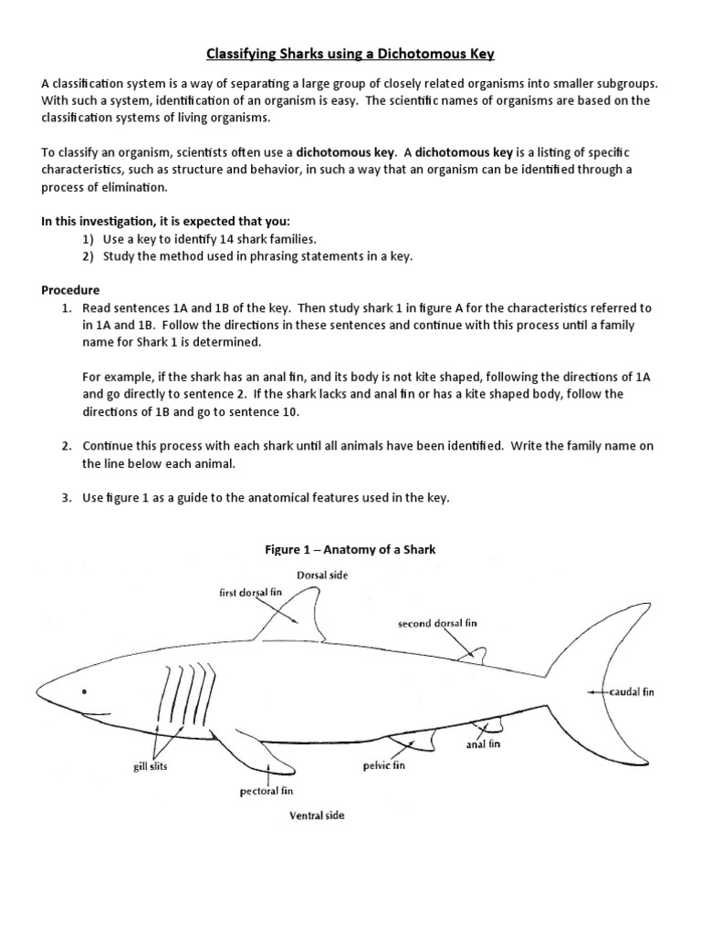 Shark Classification Using Dichotomous Key | PDF | Taxa | Sharks