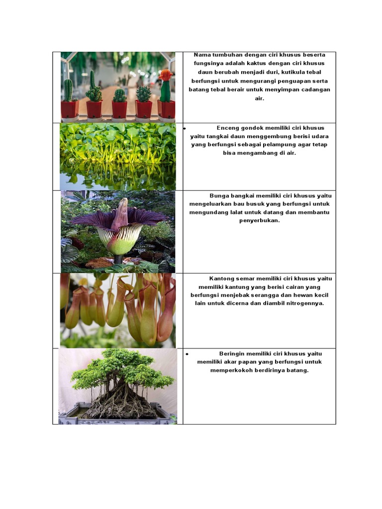 Nama Tumbuhan Dengan Ciri Khusus Beserta Fungsinya Adalah | PDF