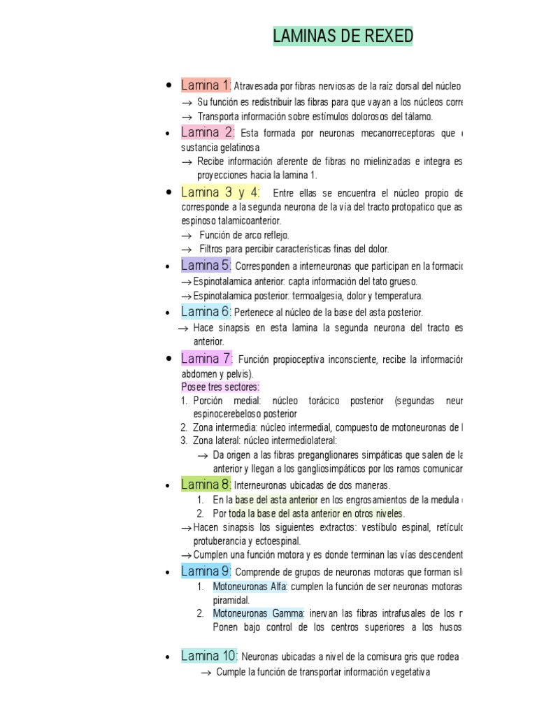 Laminas de Rexed | PDF | Neurona | Neurociencia