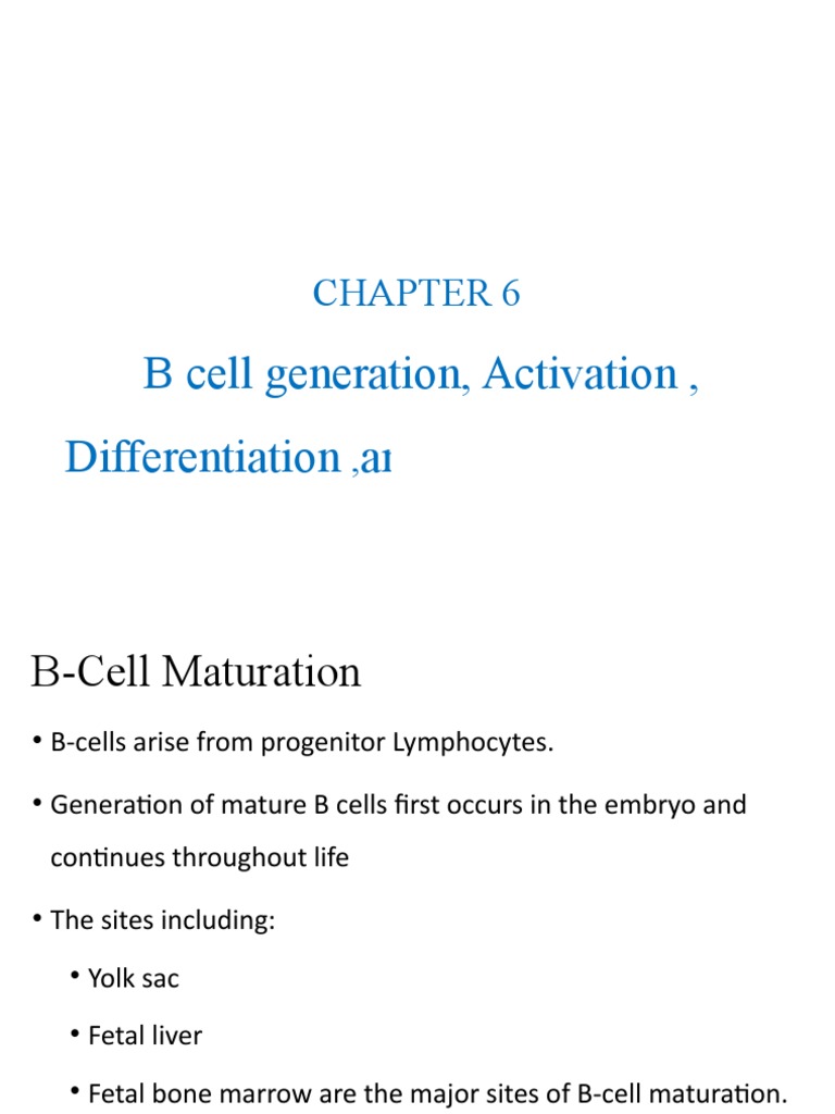 6 CHAPTER 6 B Cell Generation, Activation and Differentiation | PDF | B ...