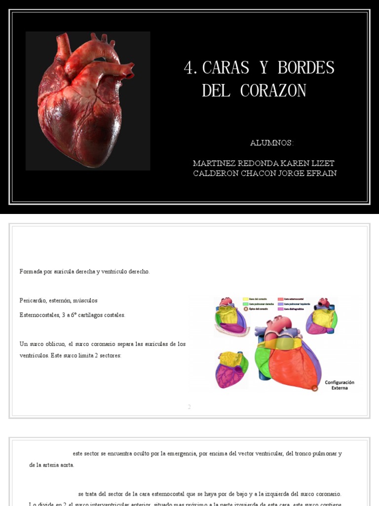 El Corazon Caras y Bordes | PDF | Corazón | Sistema circulatorio