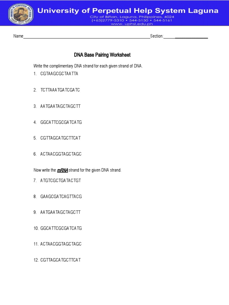 Base Pairing Worksheet C | PDF