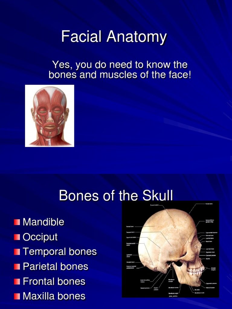 An In-Depth Look at Facial Anatomy and Musculature | PDF | Face | Anatomy
