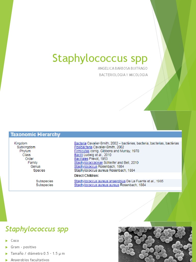 Características y patogenicidad de Staphylococcus | PDF ...
