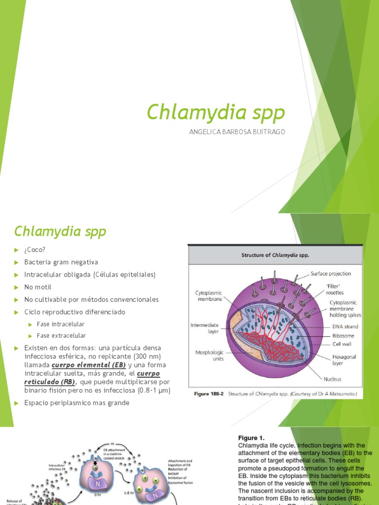 Chlamydia SPP: Angelica Barbosa Buitrago | PDF | Anatomy | Cell Biology