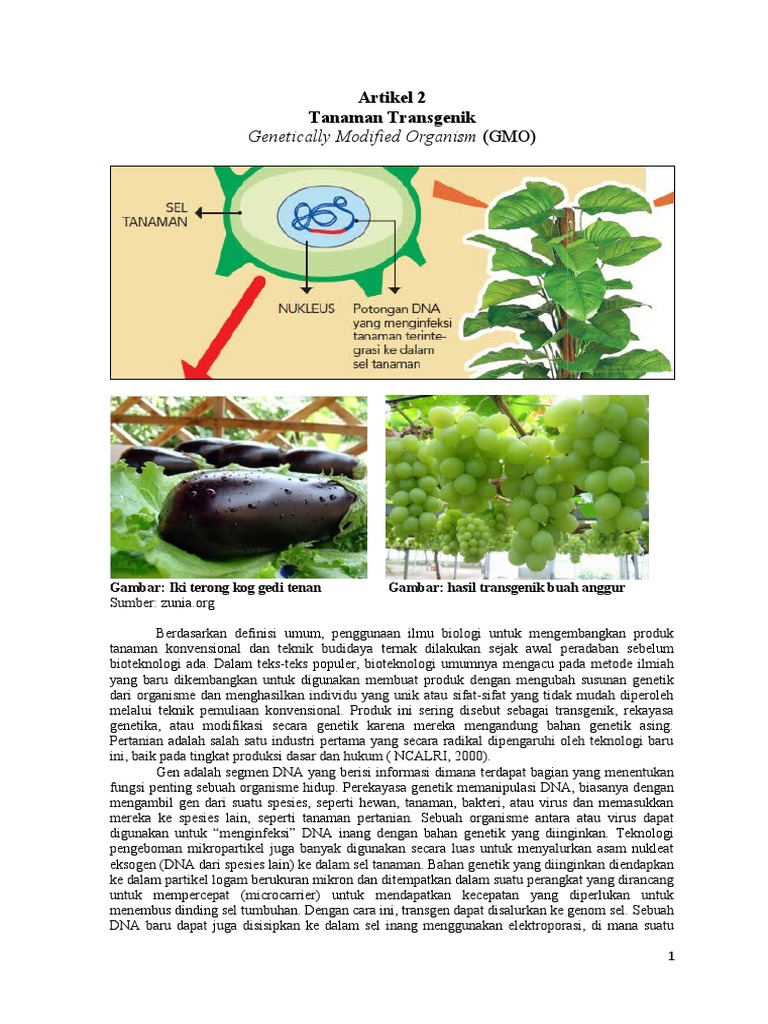 Tanaman Transgenik | PDF