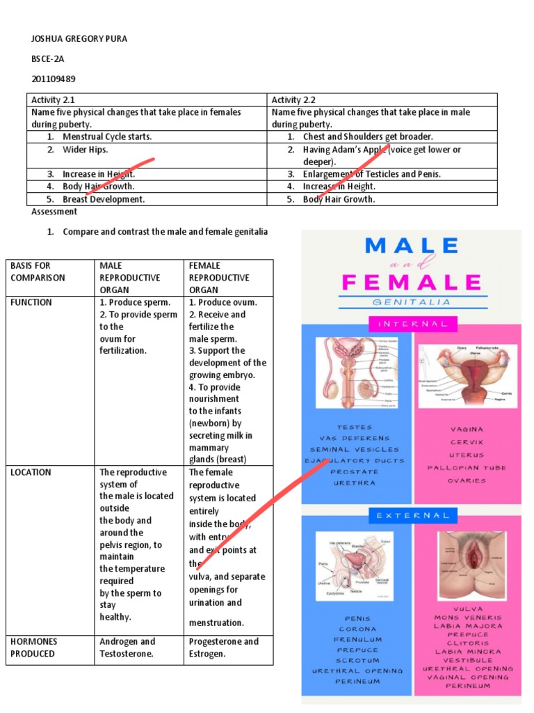 Puberty and reproductive system comparison | PDF | Puberty ...