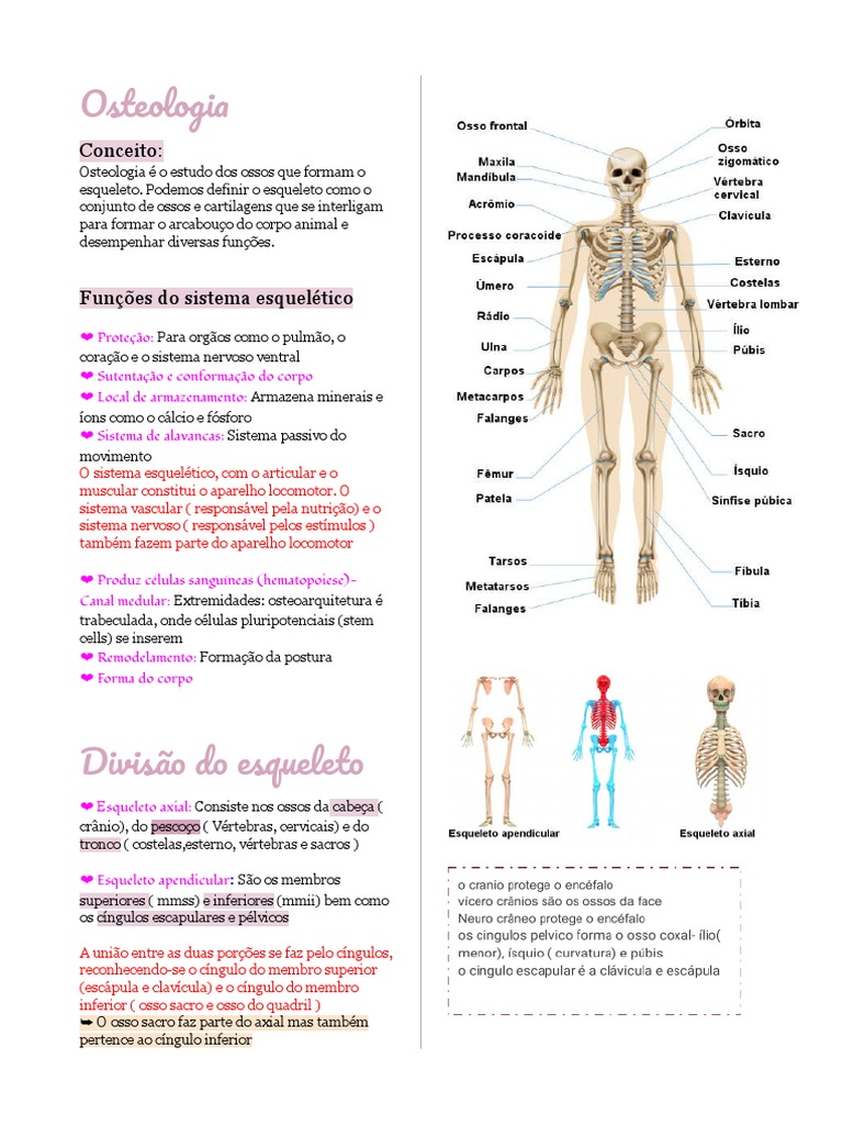 Resumo de Osteologia e Funções Ósseas | PDF | Osso | Sistema Locomotor