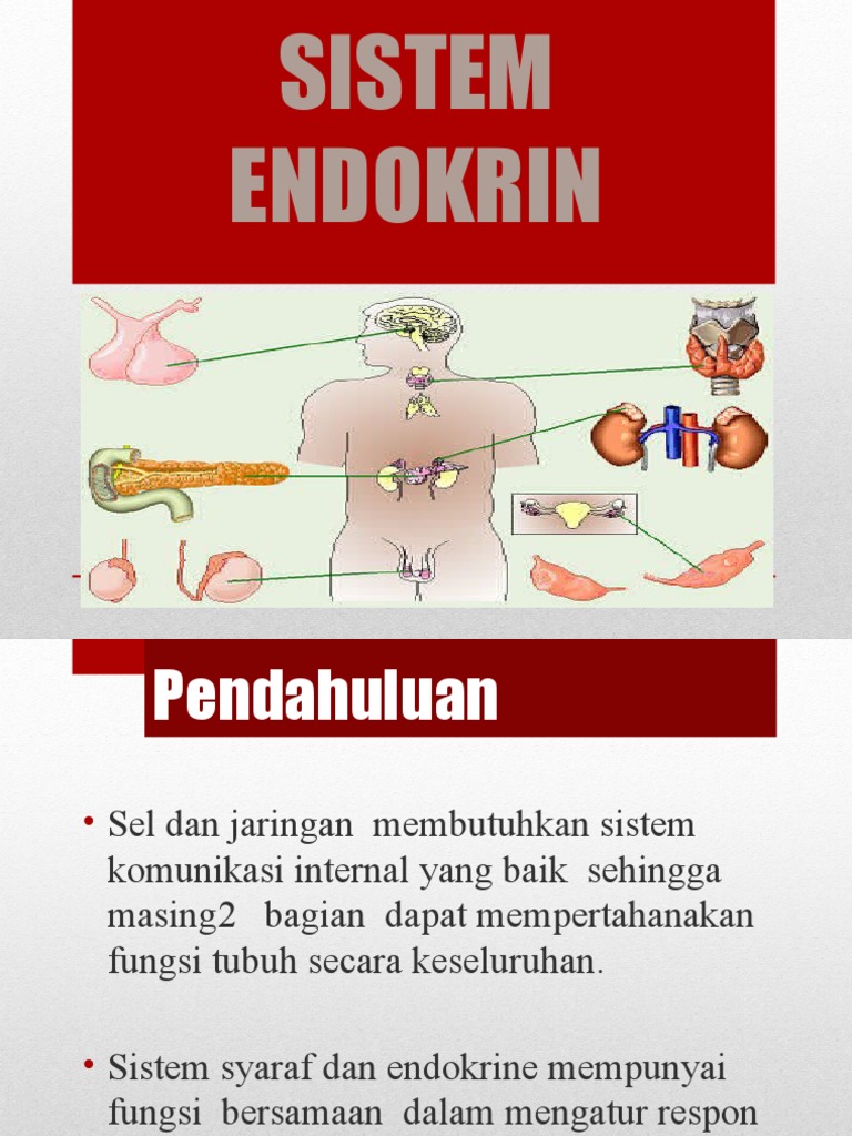 Sistem Endokrin Definisi Anatomi Dan Fungsinya Hello Sehat Porn Sex Picture 