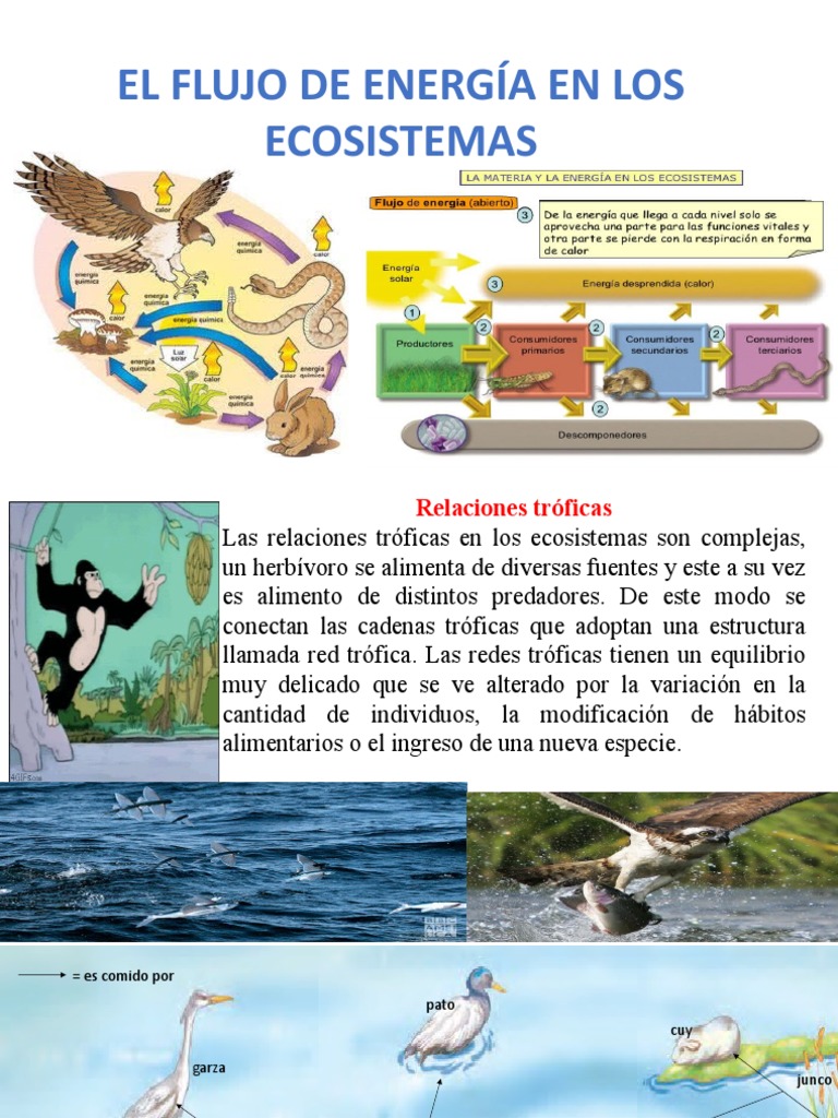 Flujo de Energía en Los Ecosistemas | PDF | Red alimentaria | Ecología