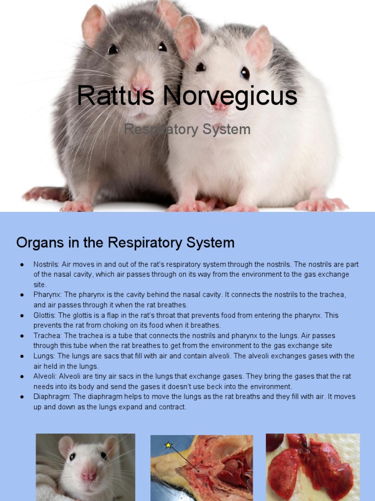 Respritory System Rat | PDF | Lung | Respiratory Tract
