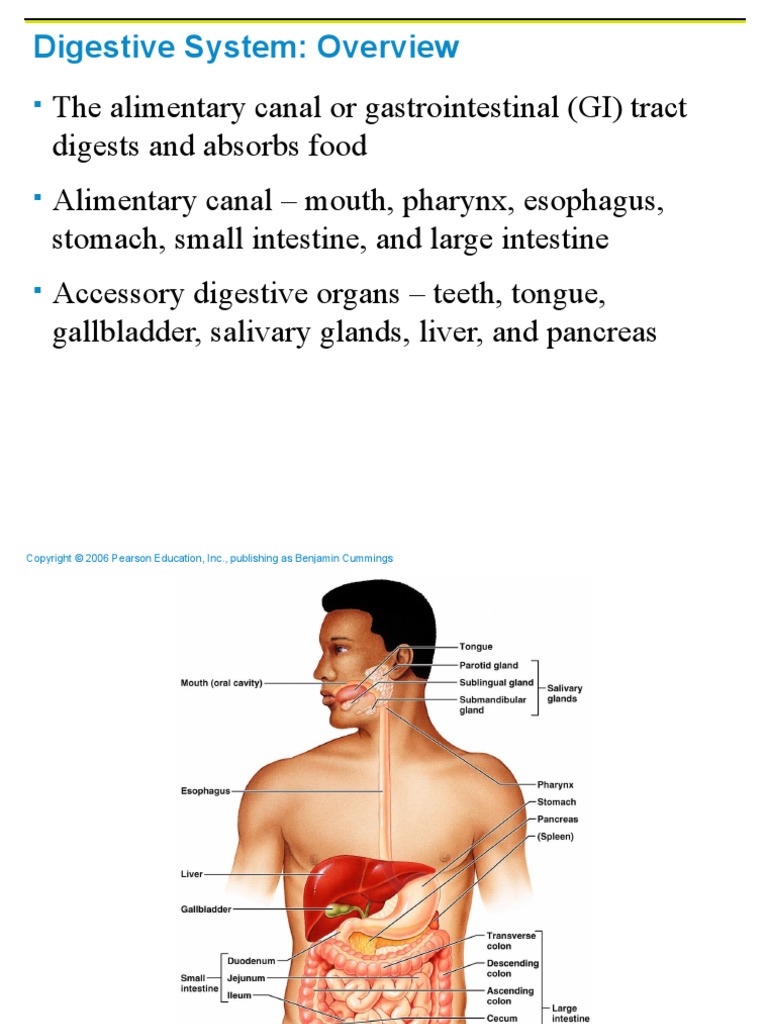 Physiology of Digestive System | PDF | Stomach | Gastrointestinal Tract