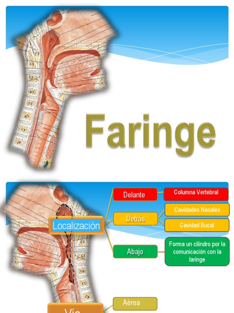 Faringe | PDF | Laringe | Anatomía