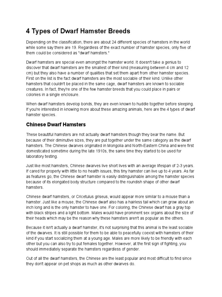 4 Types of Dwarf Hamster Breeds | PDF | Cricetidae | Zoology