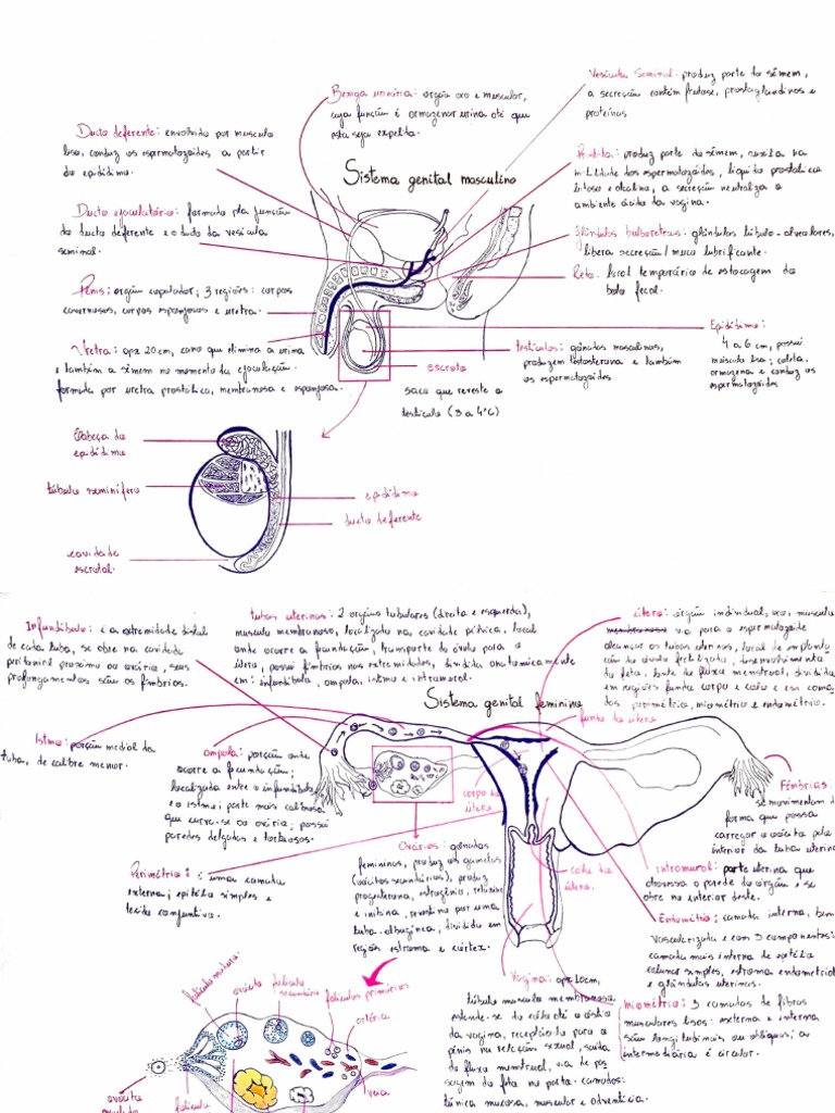 Sistemas Genitais - Masculino e Feminino | PDF