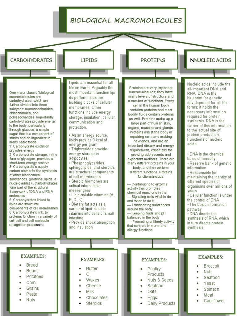 Biological Macromolecules: Nucleic Acids Proteins Carbohydrates Lipids ...