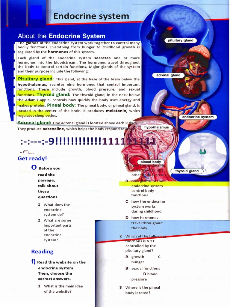 Endocrine System: Get Ready! | PDF | Endocrine System | Hormone
