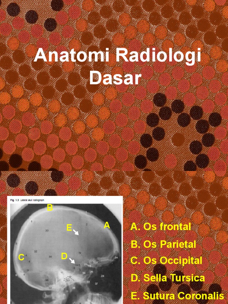 Anatomi Radiologi Dasar | PDF | Human Head And Neck | Human Anatomy