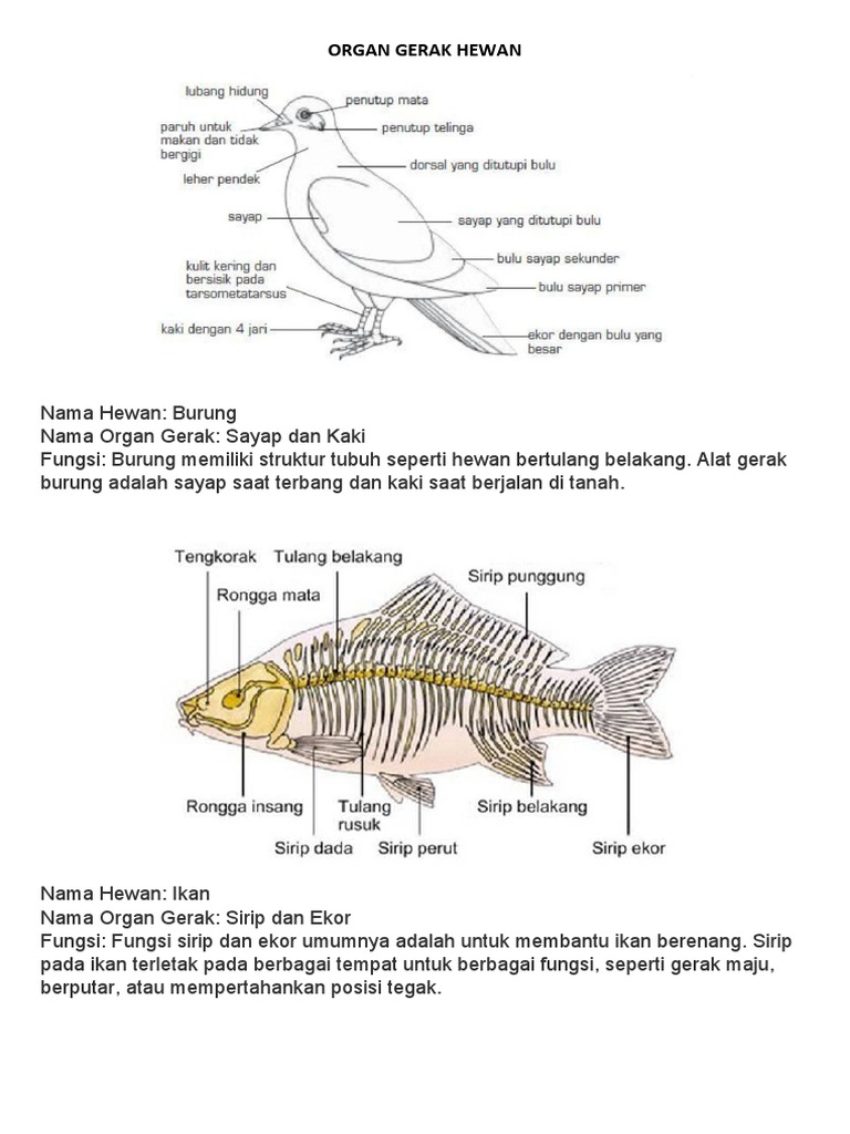 Organ Gerak Hewan | PDF