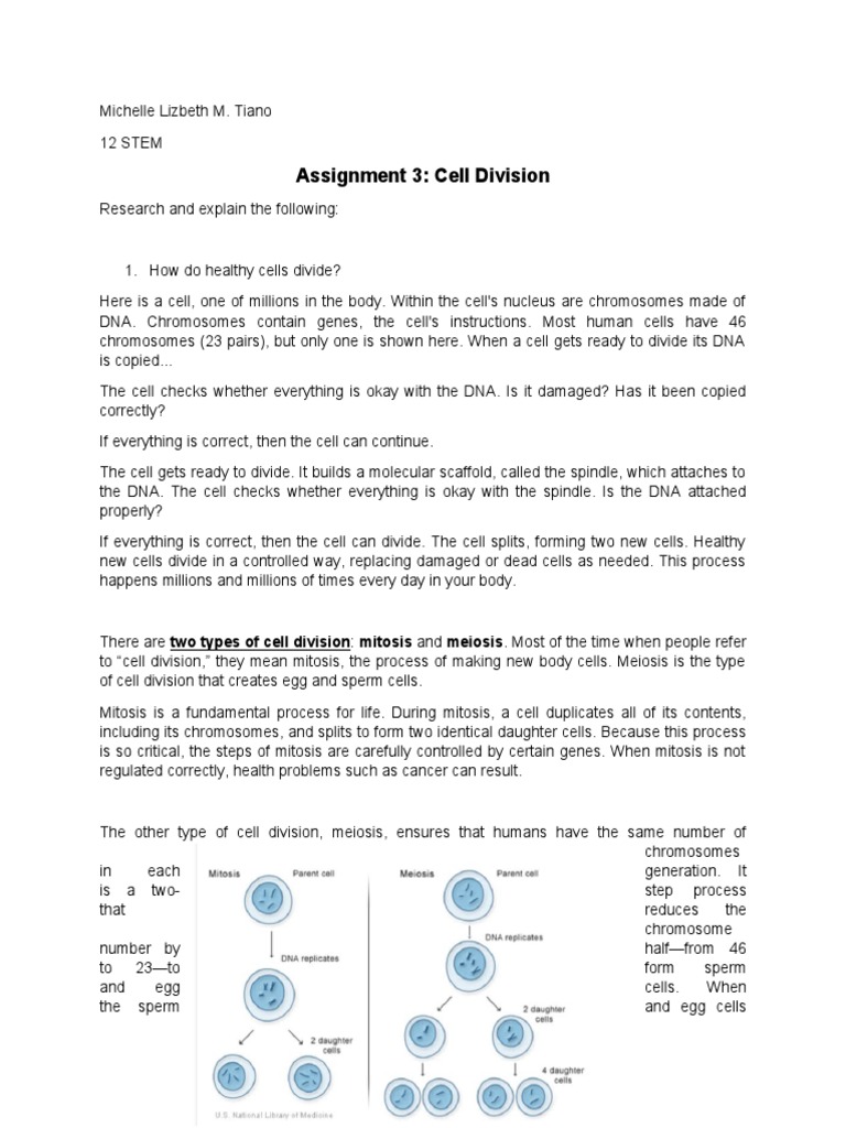 Hw1 - Cell Division | PDF | Mitosis | Cell (Biology)