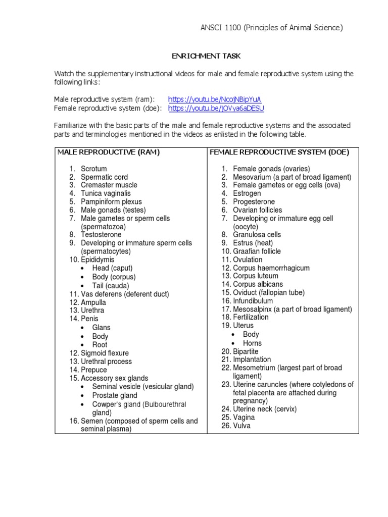 Reproductive Systems of Rams and Does | PDF | Reproductive System | Ovary