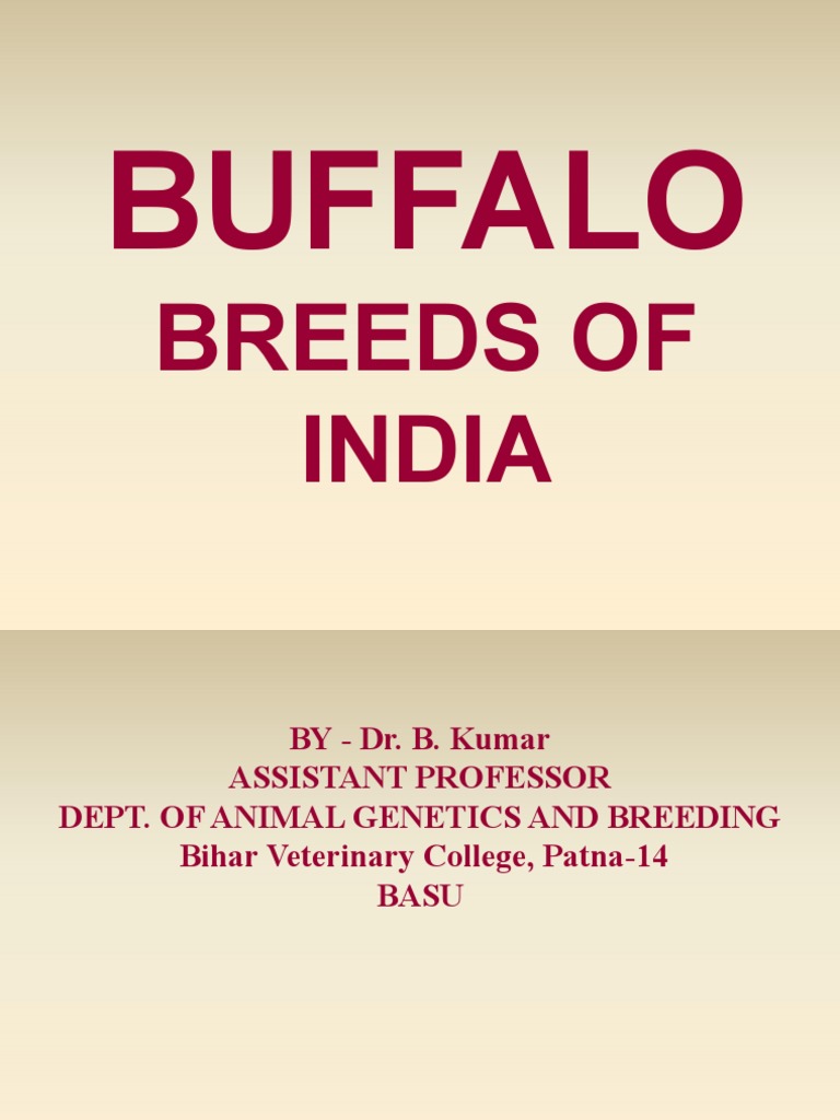 Buffalo Breed Presentation PDF | PDF | Livestock | Bovines