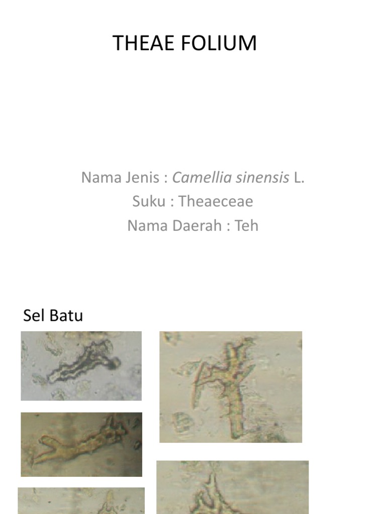 Theae Folium | PDF
