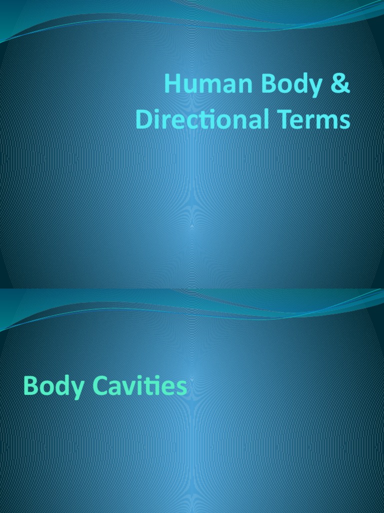 Human Body and Directional Terms | PDF | Anatomical Terms Of Location ...