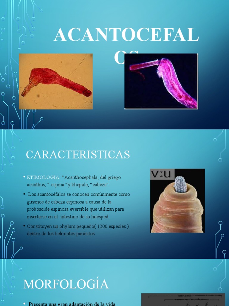 Parasitologia Acantocefalos | PDF | Biología | Zoología