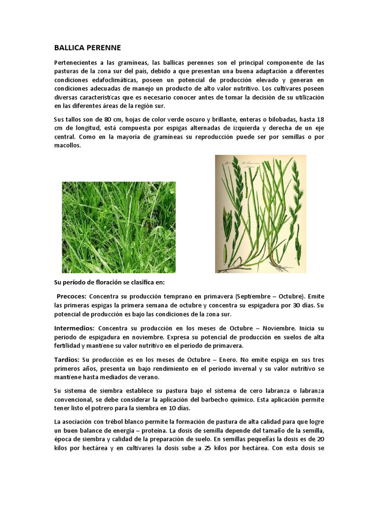 Ballica Perenne - Festuca - Pasto Ovillo | PDF | Plantas | Botánica
