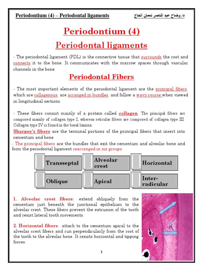 Periodontium (4) : Periodontal Ligaments | PDF | Anatomy | Tissue (Biology)