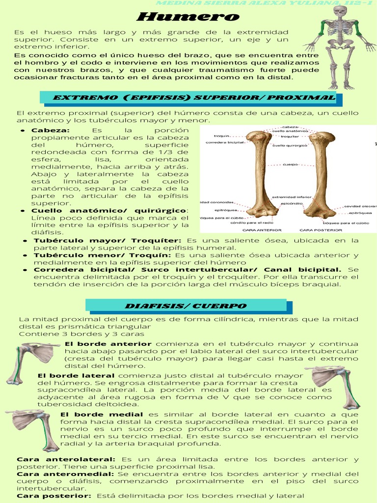 La anatomía del hueso humero: características y estructuras clave | PDF ...
