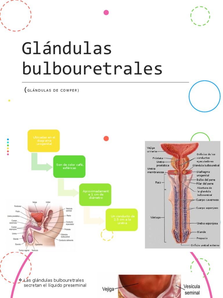 Glándulas de Cowper | PDF