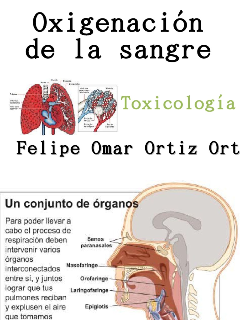 Oxigenacion de La Sangre | Descargar gratis PDF | Sistema circulatorio ...